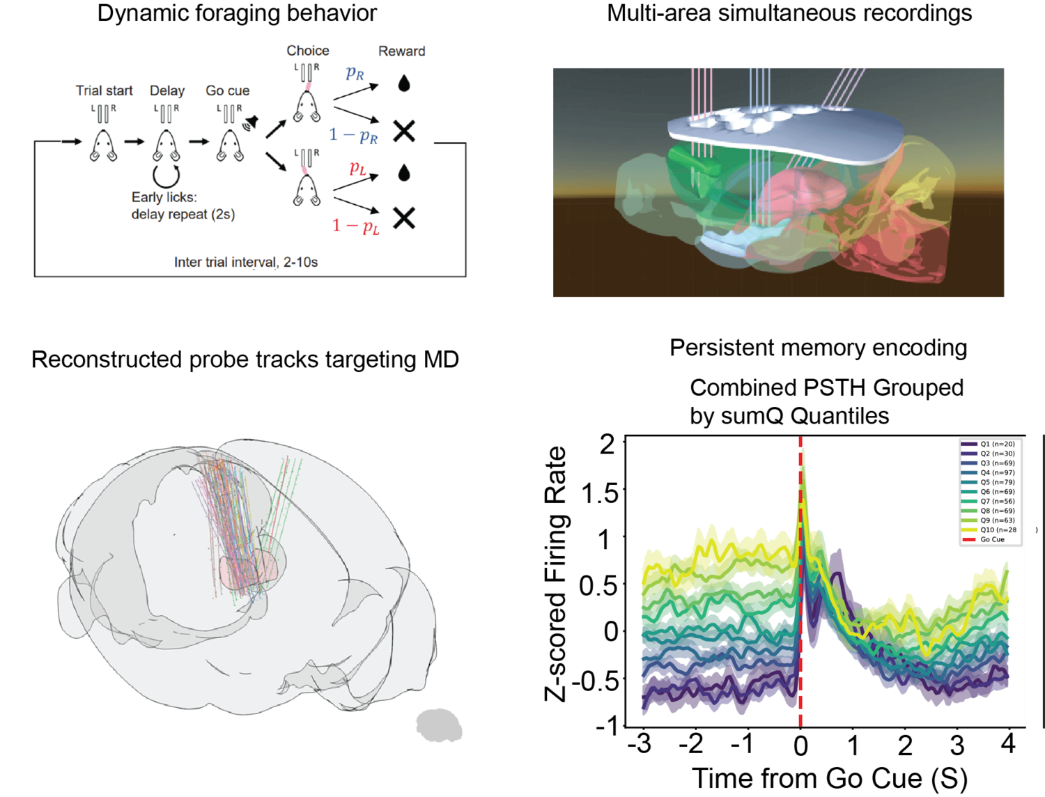 Neural dynamics in multi-regional circuits with thalamus in the middle | Allen Institute for ...